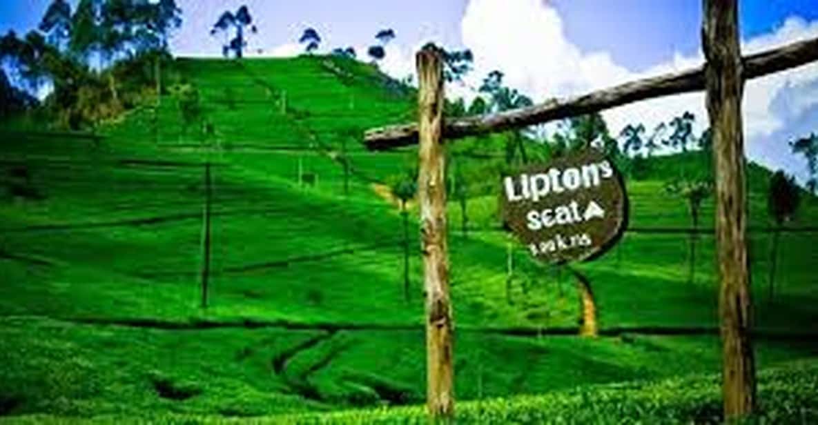 Ella: Lipton's Seat & Tea Factory & Tea Plantation Day Tour | GetYourGuide