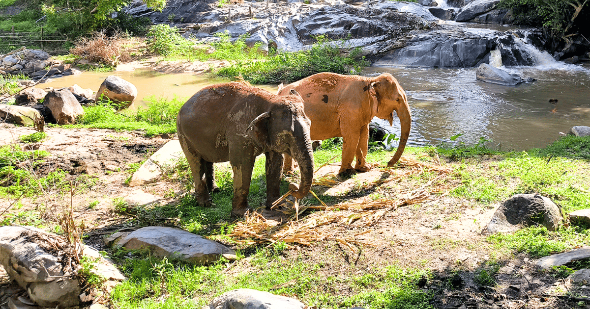 Chiang Mai: Ethical Half Day Elephant Sanctuary & Waterfall | GetYourGuide