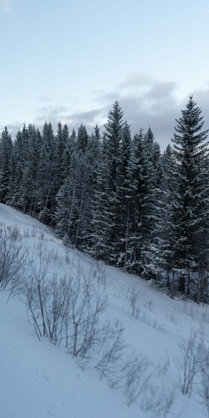 From Narvik: Round-Trip Arctic Train Ride on Ofoten Railway | GetYourGuide