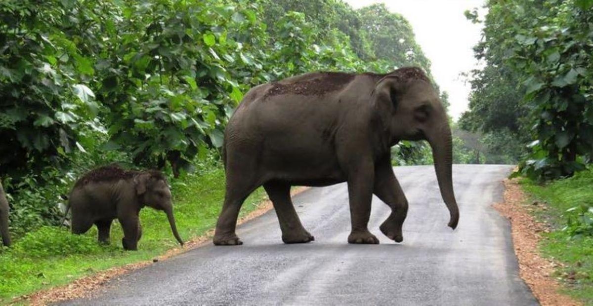 Schönheit der Natur, Cochin mit Periyar Wildlife Tour(04 Tage ...