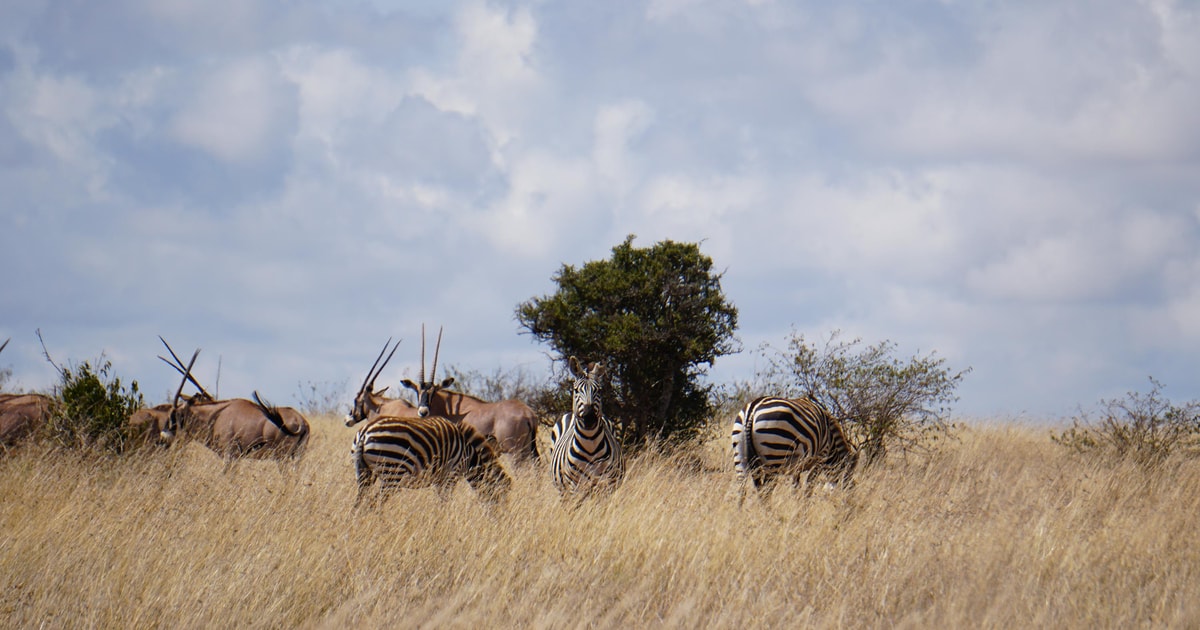 Hell's Gate: waar je wildste Keniaanse dromen uitkomen | GetYourGuide