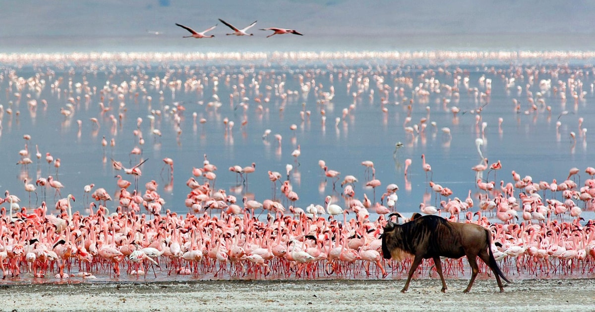 Big 5 verkennen in de Ngorongorokrater. | GetYourGuide