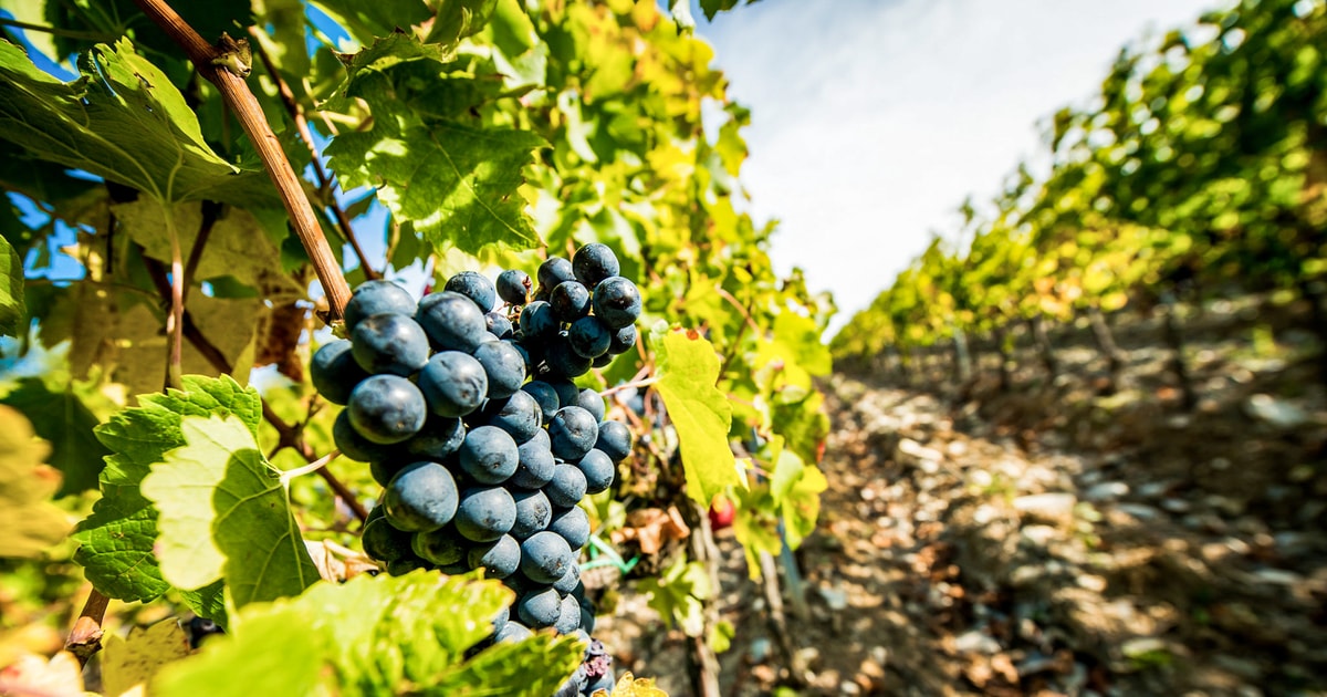 Från Florens: Toscana Wine & Food Tour med guide | GetYourGuide