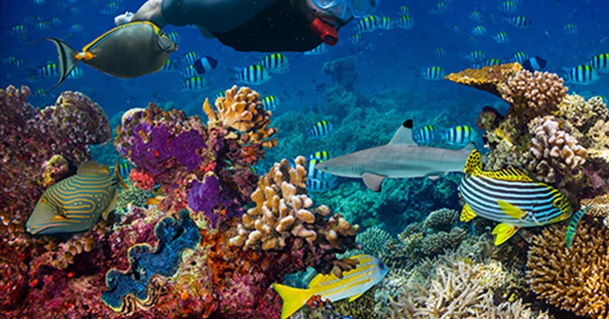 Bali: Blue Lagoon Snorkeling Trip | GetYourGuide