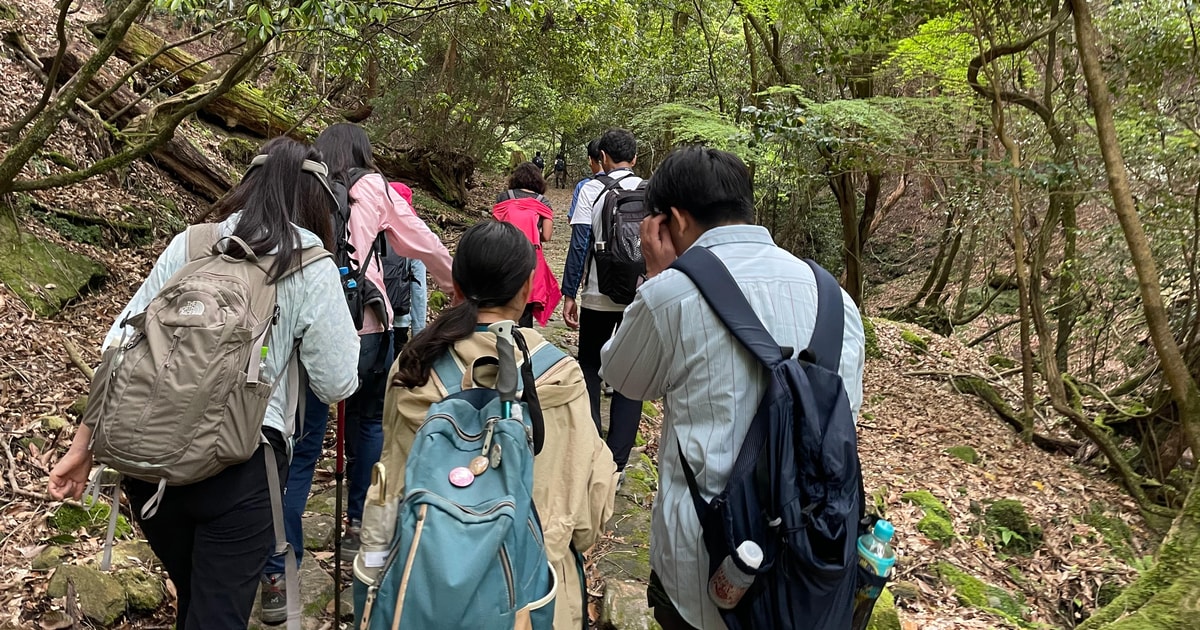 Nara: Hiking the Forest, Big Buddha, Deer, Shrine, Sun Set | GetYourGuide