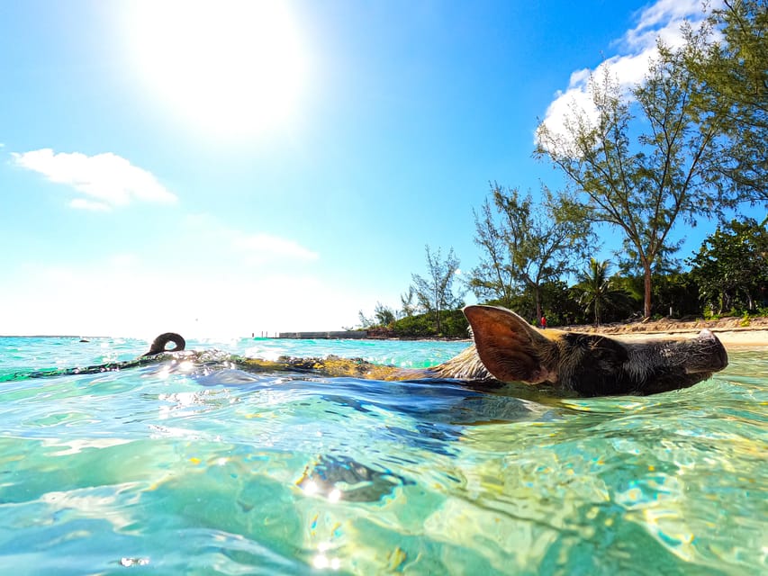 Excursión en grupo de medio día a la Isla Rosa de los Cerdos Nadadores ...