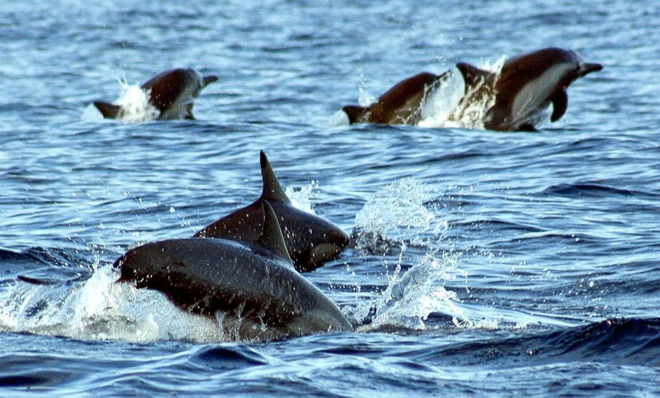 San Jose del Cabo Wildlife Encounter | GetYourGuide