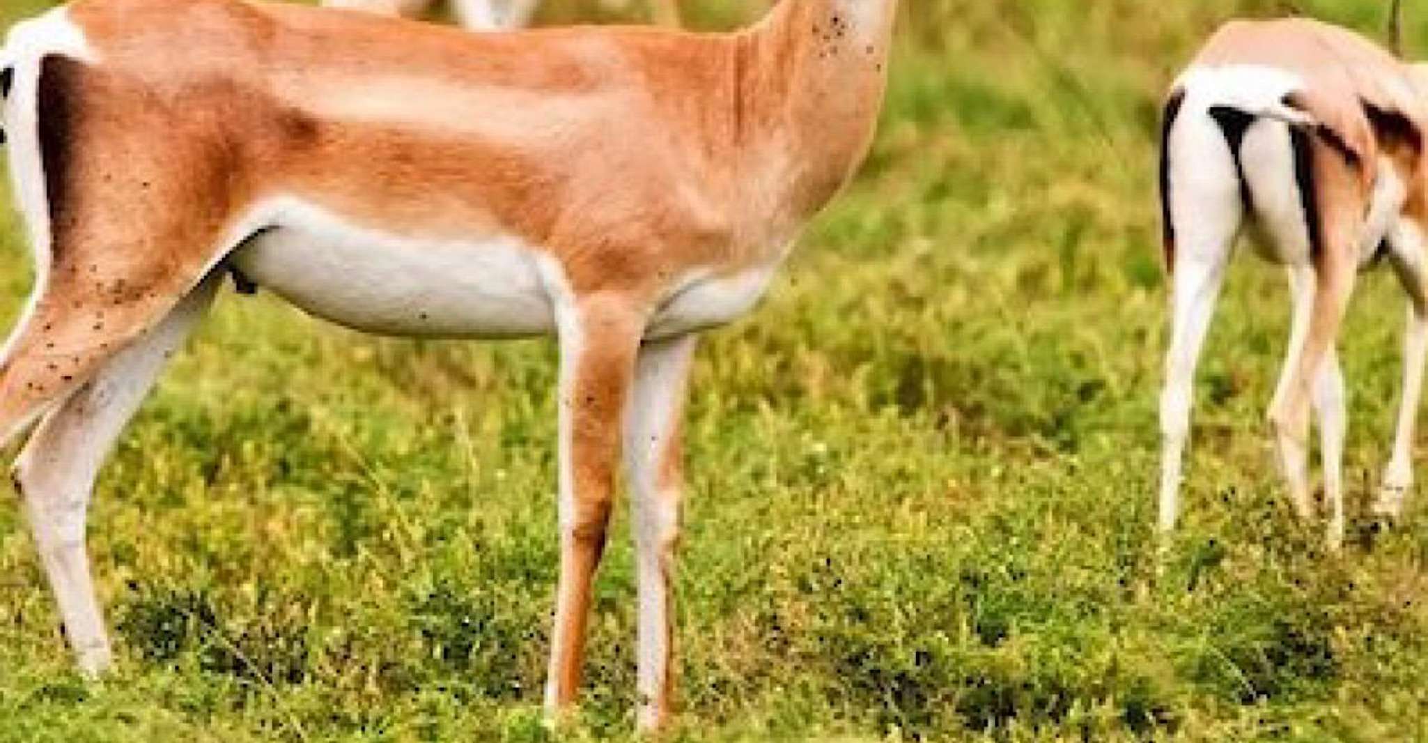 Agadir or Taghazout Souss Park Wilde animals | Guided Tour in Agadir