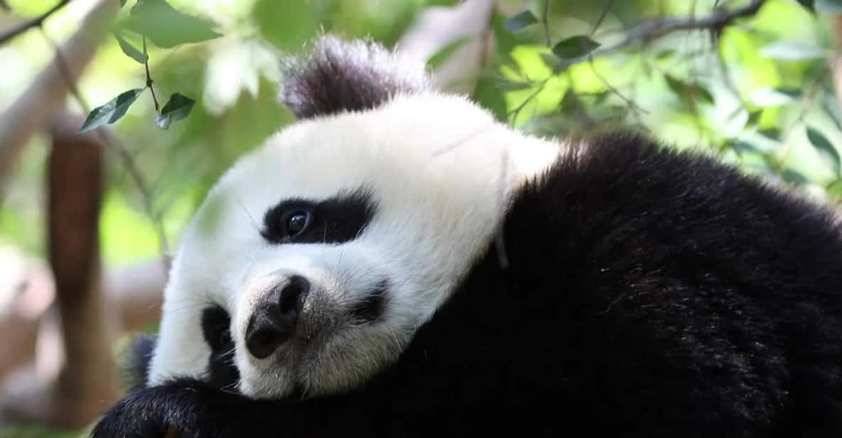 Excursão de um dia ao Parque dos Pandas e ao Buda Gigante de Leshan ...