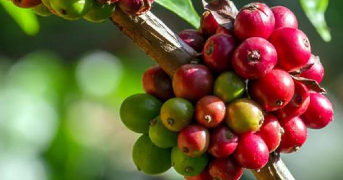 Día de ensueño para los amantes del café en Salento Día completo ...