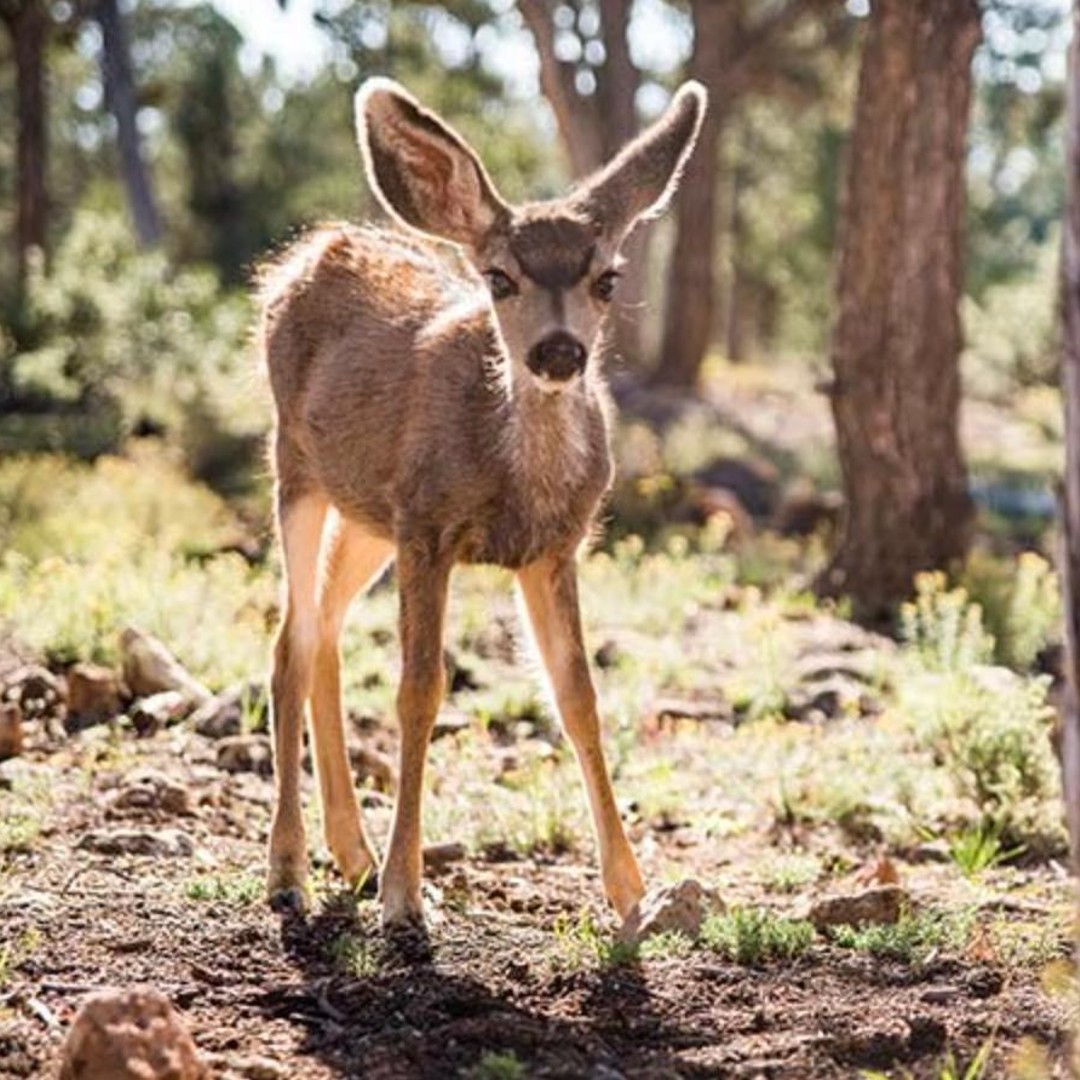 Tusayan: Grand Canyon National Park Off Road Journey | GetYourGuide