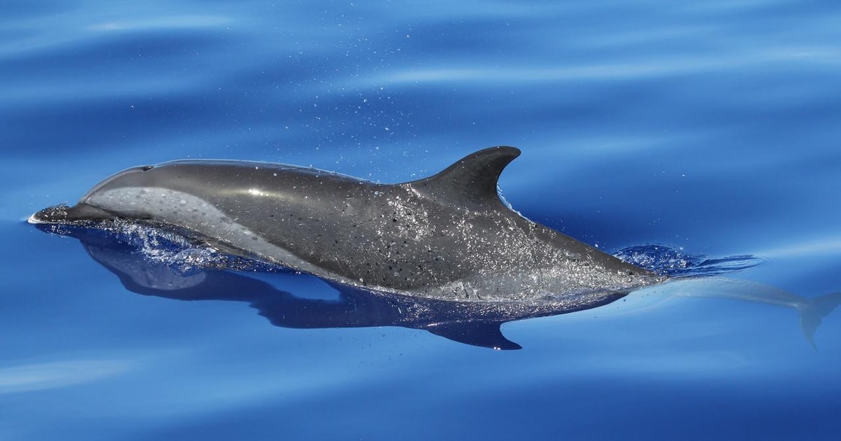 PUERTO ESCONDIDO: BÄSTA ÄVENTYRET MED DELFINSKÅDNING | GetYourGuide