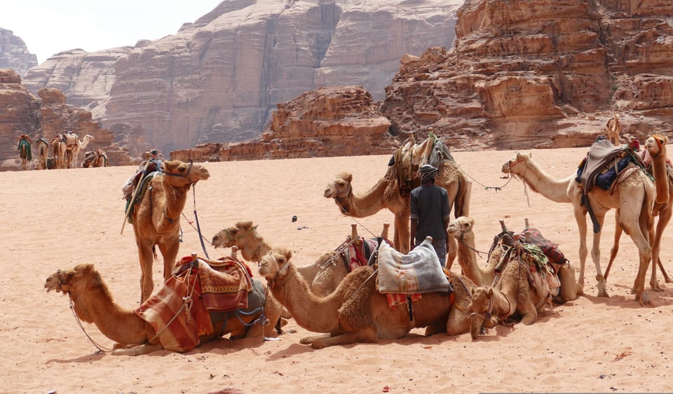 WadiRum Highlight - Camel tour 8 hours until sunset | GetYourGuide