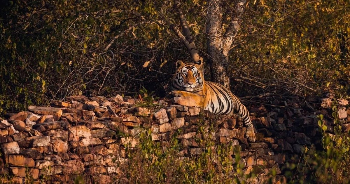 Official Panna National Park Sharing Tiger Safari | GetYourGuide