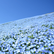 Tokyo: Hitachi Seaside Park & Aquaworld Oarai Aquarium Tour - 2026 ...