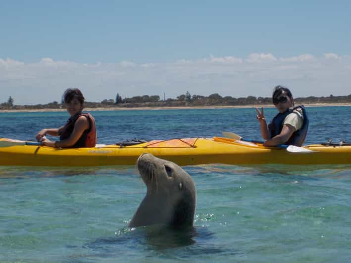 Perth: Shoalwater Islands Marine Park Sea Kayaking Tour | GetYourGuide
