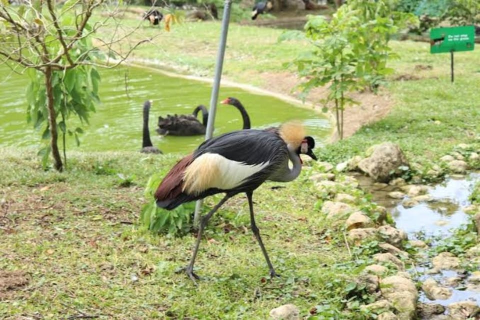 Cebu:Cebu Safari Adventure Park Tagestour | GetYourGuide
