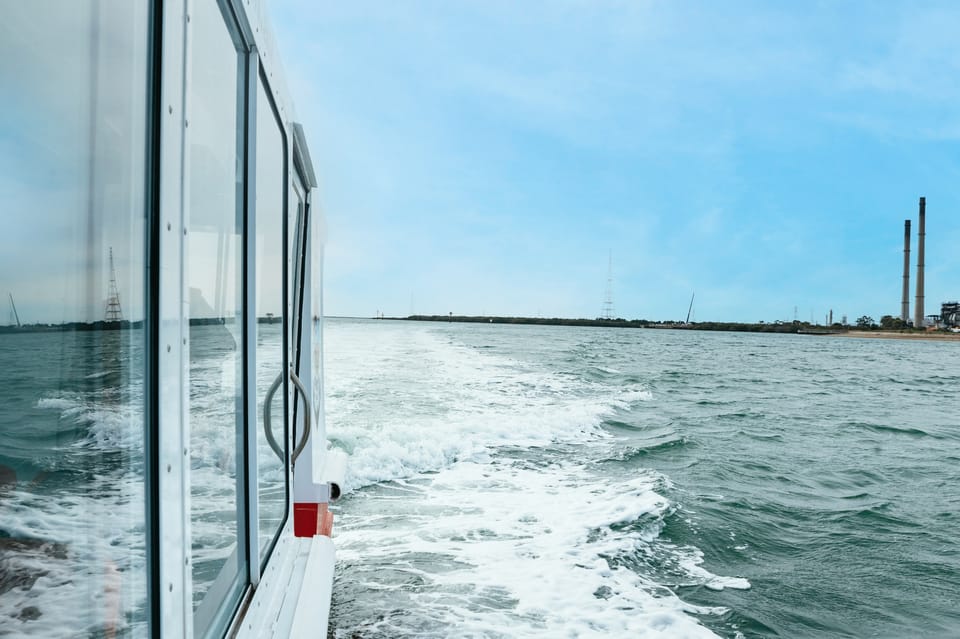 Port Adelaide: Delfin- och skeppskyrkogårdskryssning | GetYourGuide