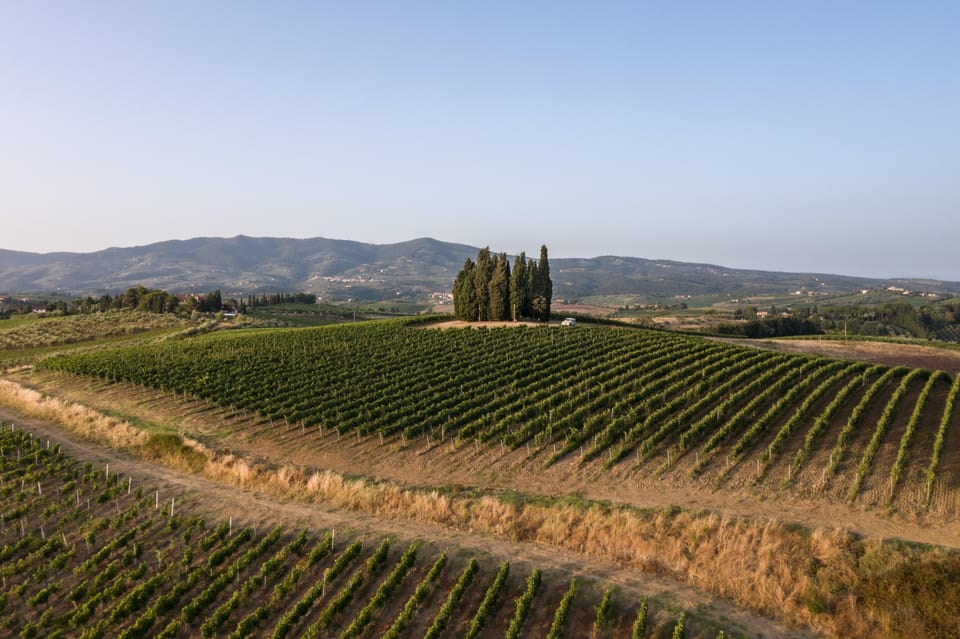 Vinci: wine-experience tra le colline Toscane | GetYourGuide
