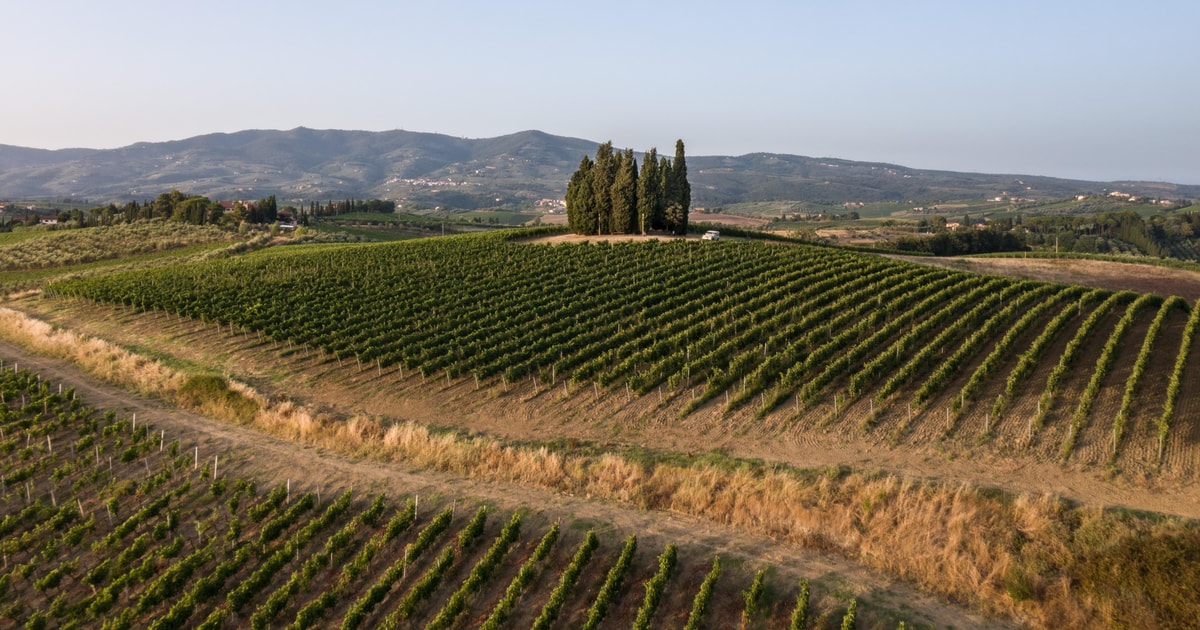 Vinci: wine-experience tra le colline Toscane | GetYourGuide