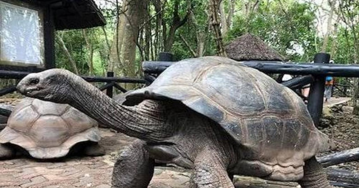 Zanzibar: Giant land tortoises & Salaam Cave Sea Turtle Tour | GetYourGuide