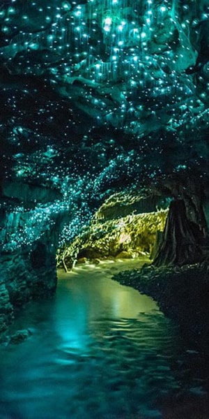 Waitomo Glow Worm Caves | GetYourGuide