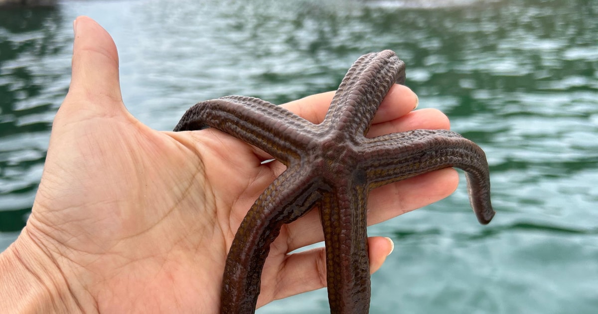 Spinaap/Tortuga eiland snorkelen en bioluminescentie | GetYourGuide