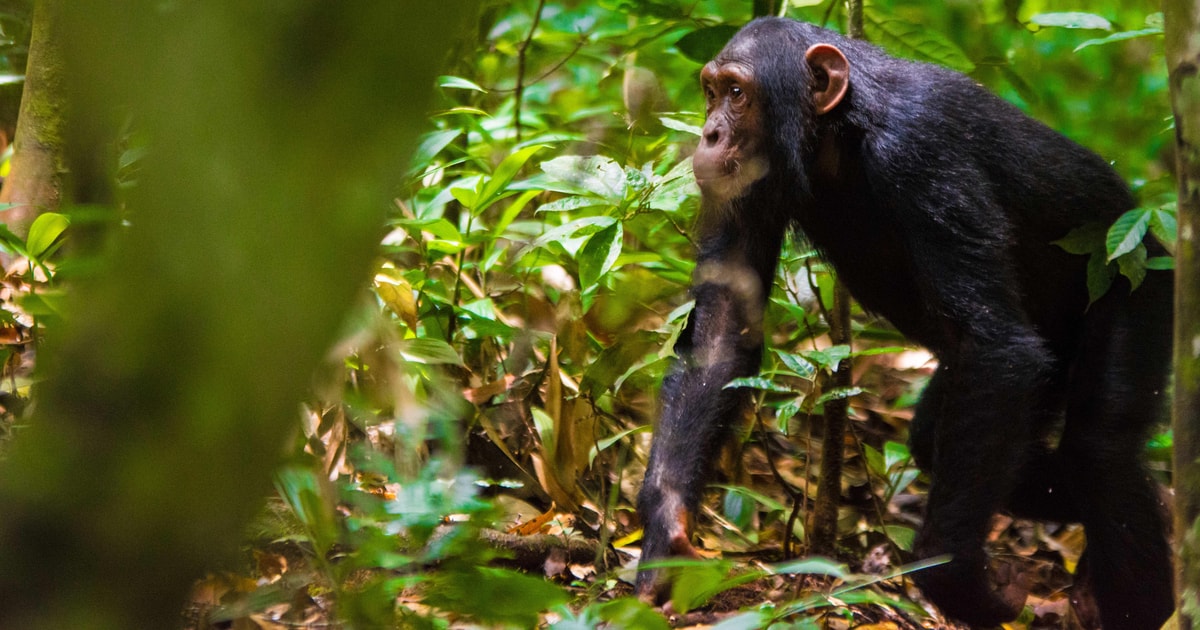 1-Day Ngamba Island chimpanzee tour | GetYourGuide