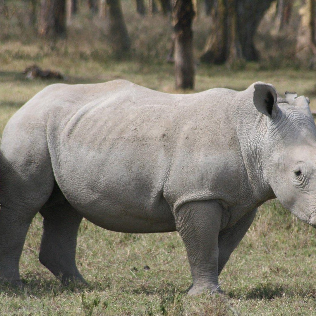 Escursione di 12 giorni sul Monte Kenya, Lago Nakuru, safari nel Masai ...
