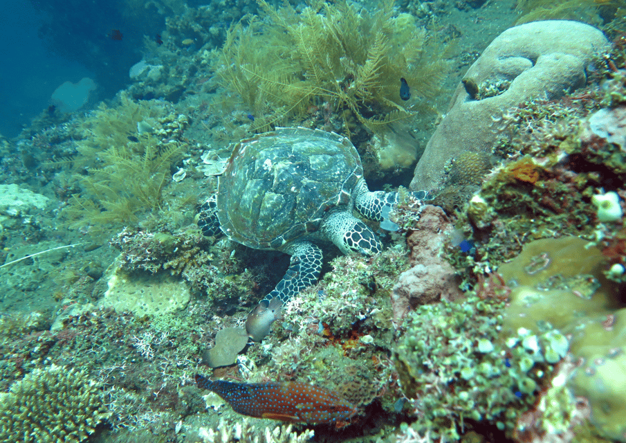 Bali Turtle Island Tour (Beach Tour) | GetYourGuide