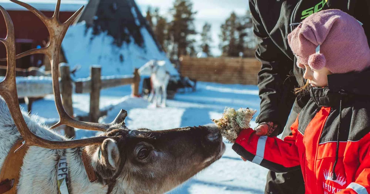 Sjov i sneen med huskier, rensdyr, miniscutere og frokost | GetYourGuide