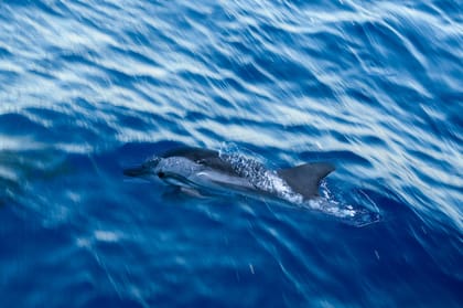 FAZANA Boat Tour Galebove stijene - NP Brijuni with Lunch | GetYourGuide