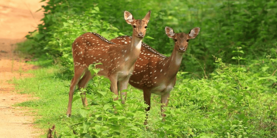 Safari de un día entero en Yala para ver leopardos con picnic gourmet ...