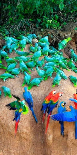 Tambopata: Lago Sandoval and Colpa of Loros 3- Days | GetYourGuide