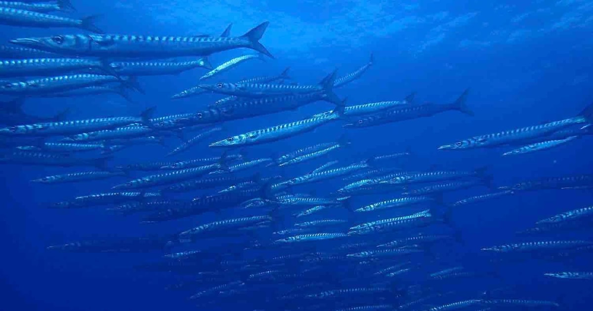 Calvi : Centre de plongée Castille | GetYourGuide