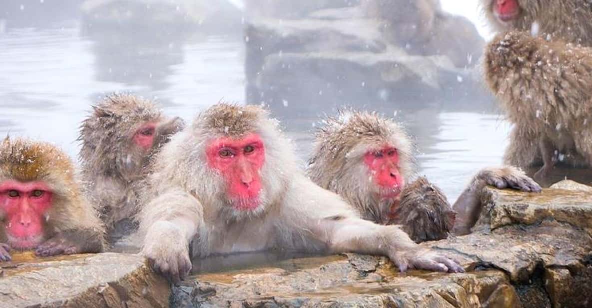 From Tokyo: Snow Monkeys Park and Zenkoji Temple Day Trip | GetYourGuide