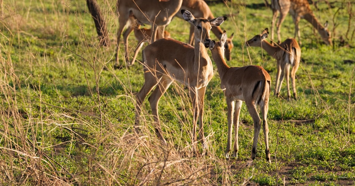 1-dniowa wycieczka Park Narodowy Lake Manyara | GetYourGuide