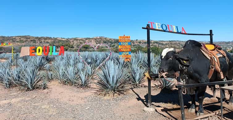 Five-star factory: Meet Orendain tequila. | GetYourGuide