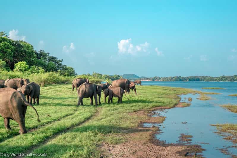 Colombo: Sigiriya, Dambulla & Elephant Safari Day Tour | GetYourGuide