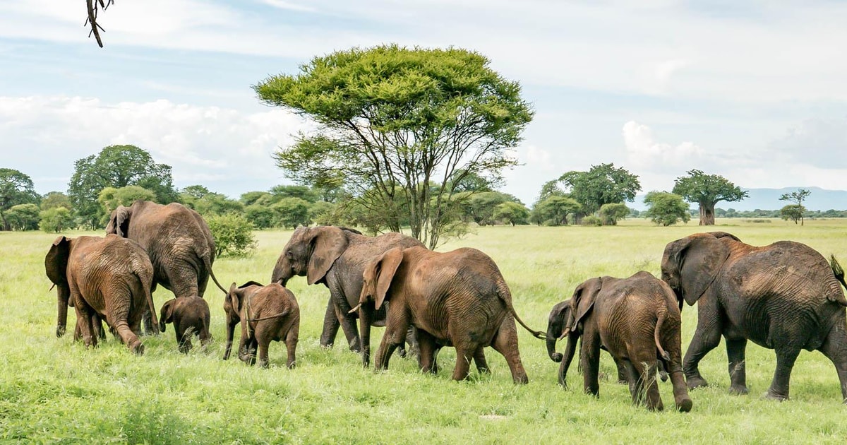 11 Days Kenya Safari Exploration on 4x4 Landcruiser Jeep | GetYourGuide