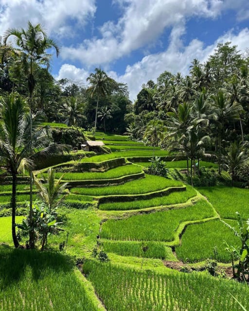 Best of Ubud Waterfalls, Rice Terraces & Jungle Swing Tour | GetYourGuide