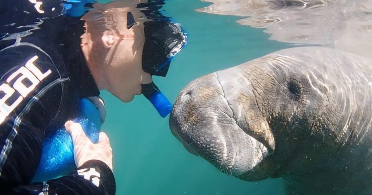Crystal River: Semi-Private Manatee Swim Tour With Guide | GetYourGuide