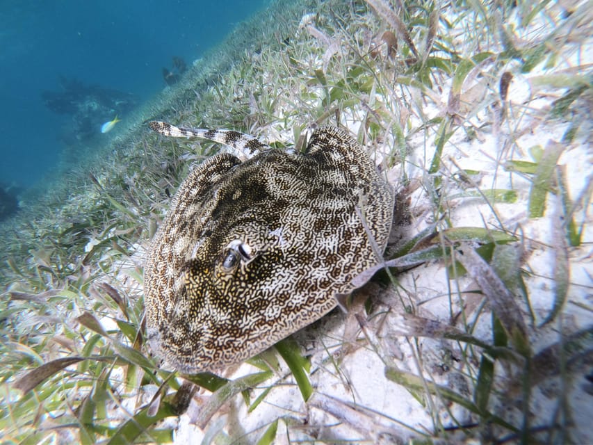 Snorkel Tour: searching for turtles at Mahahual reef lagoon | GetYourGuide