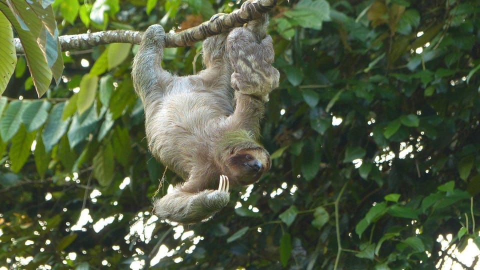 rio celeste and sloth tour | GetYourGuide