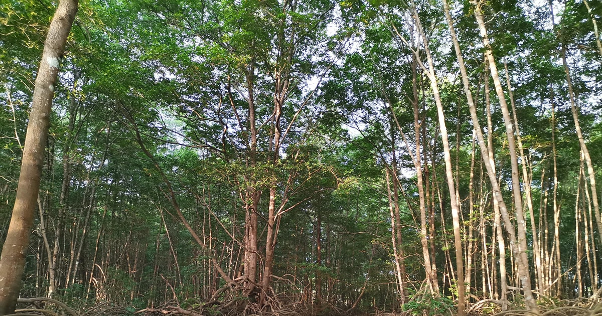Térraba Wetland and Coronado River Private Kayak Tour | GetYourGuide