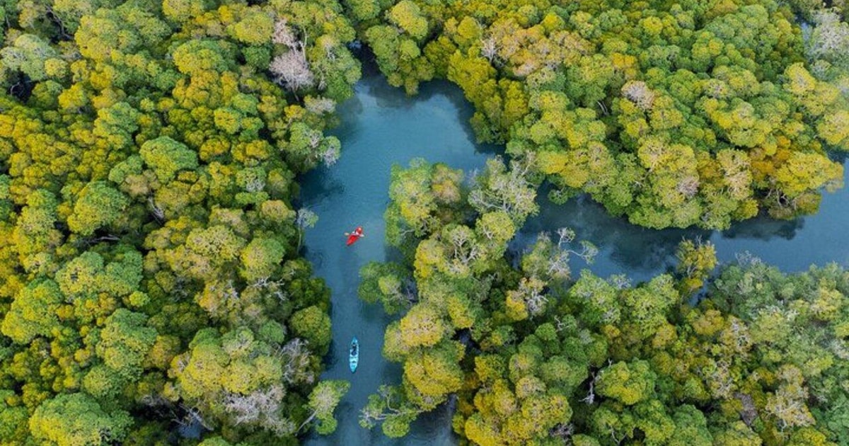 Tana River: Tana River Delta Mangrove Kayaking Tour | GetYourGuide