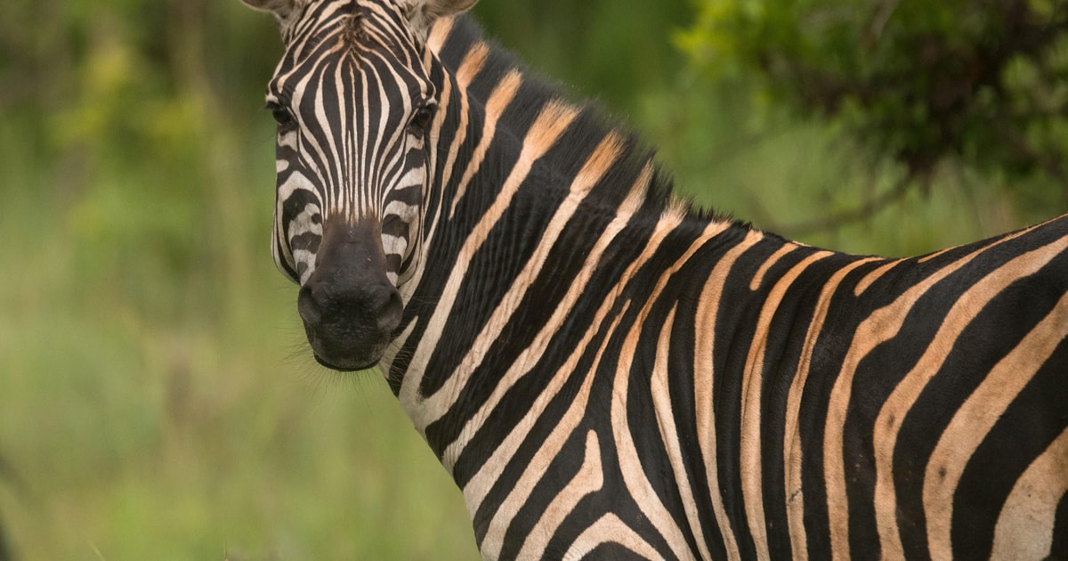 SAFARI DE 1 JOUR DANS LE PARC NATIONAL D'AKAGERA | GetYourGuide