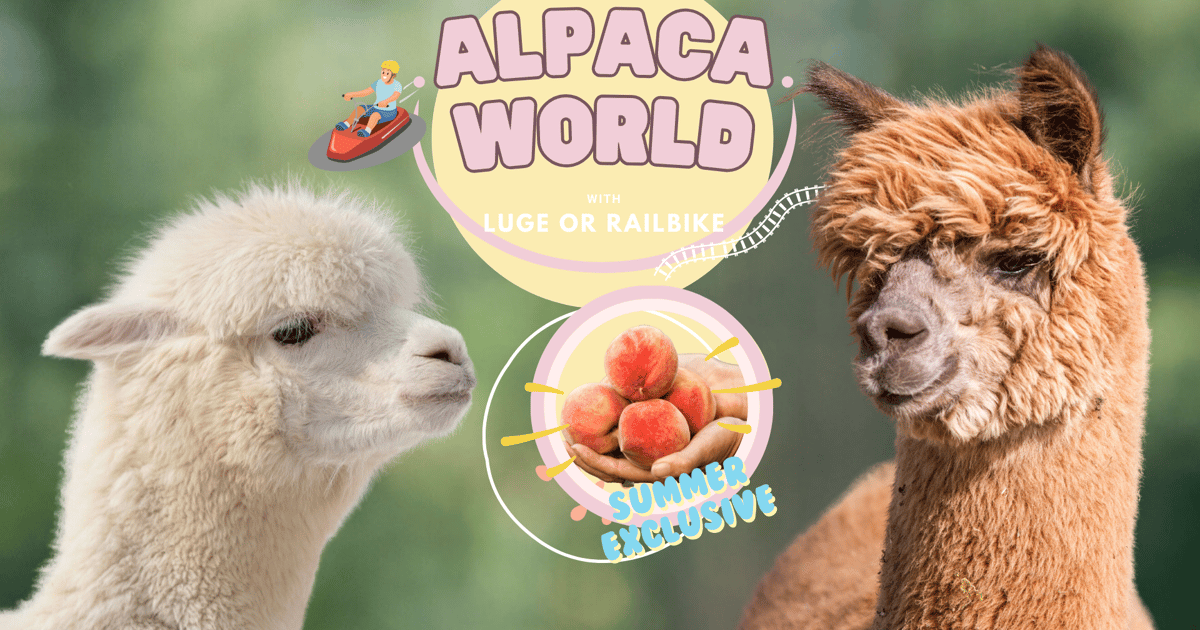 From Seoul: Alpaca Farm Visit with Rail bike or Luge Racing | GetYourGuide