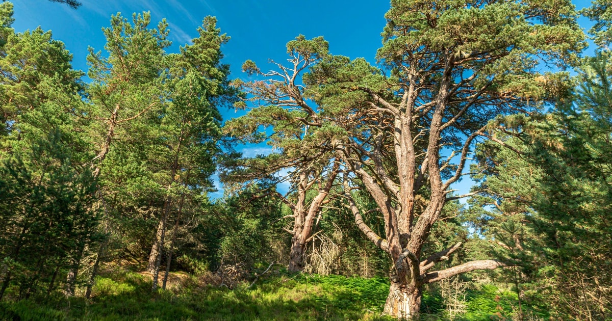 Edinburgh: Celodenní prohlídka Skotské vysočiny s průvodcem | GetYourGuide