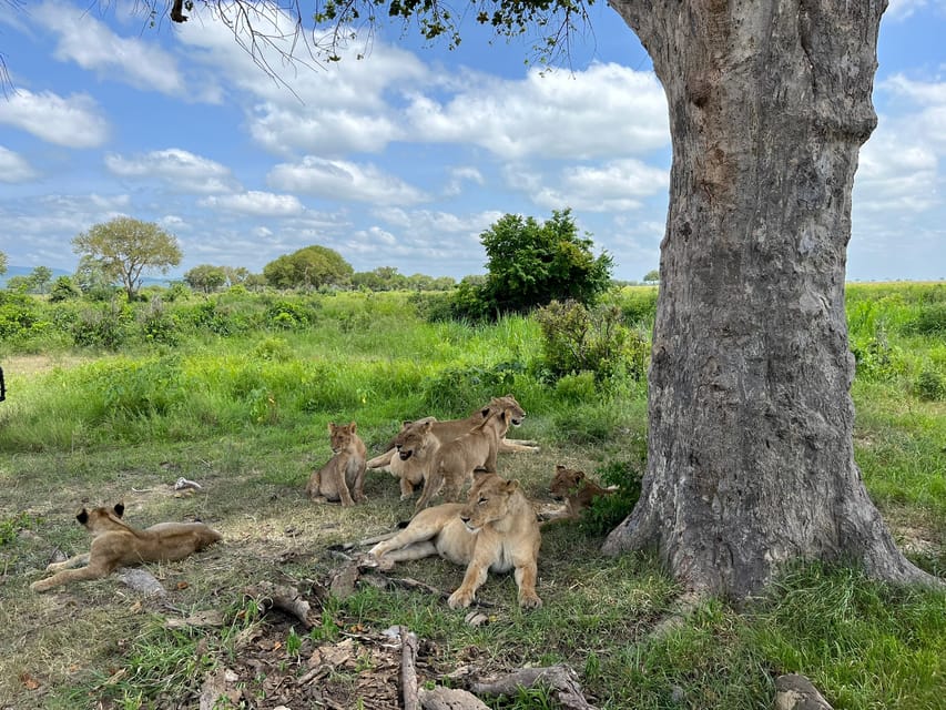 Mikumi National Park Day Visit | GetYourGuide